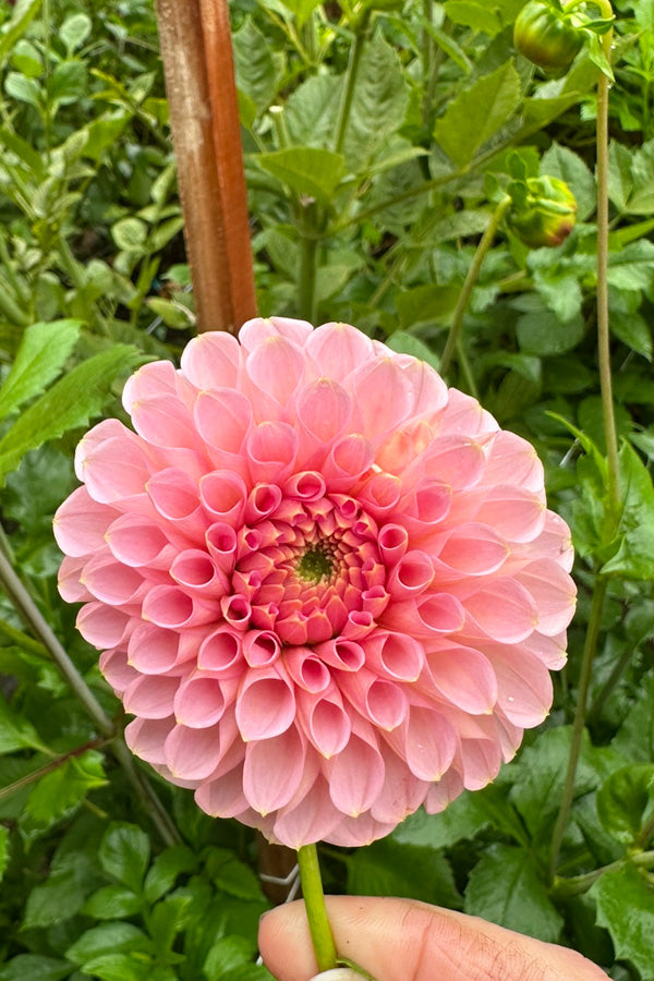 Salmon Joy – Country Road Flowers